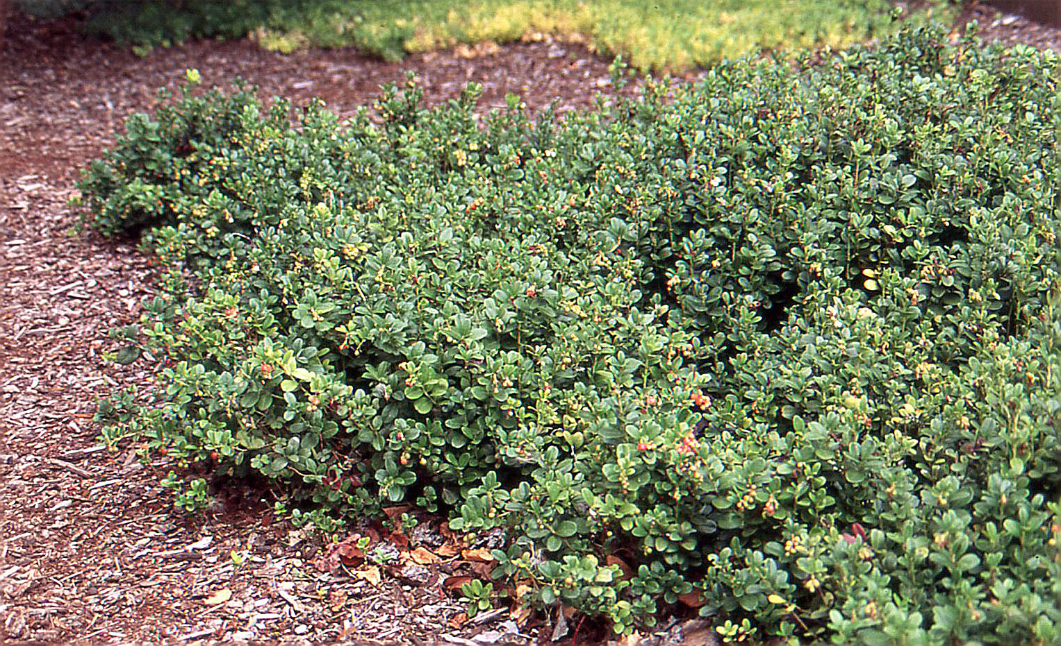 Vaccinium vitis-idaea | Landscape Plants | Oregon State University