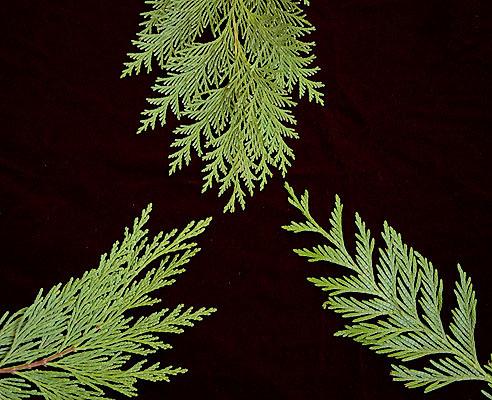 Three "cedar" species native to Oregon | Landscape Plants | Oregon ...