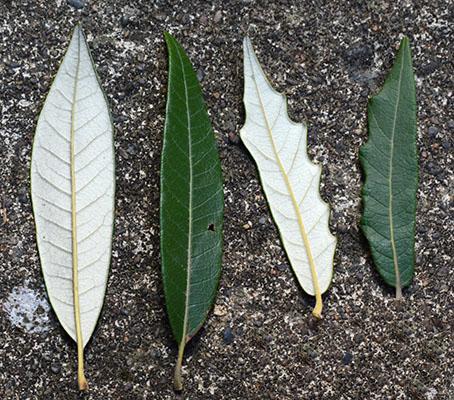 Quercus hypoleucoides, Silverleaf Oak - seedling | Landscape Plants ...