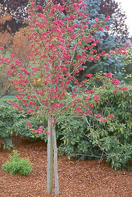 Tree form, flowering - Ribes sanguineum | Landscape Plants | Oregon ...