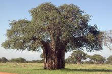 Adansonia digitata | Landscape Plants | Oregon State University