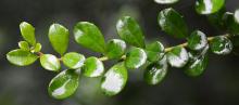 Azara microphylla | Landscape Plants | Oregon State University