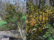 Azara microphylla | Landscape Plants | Oregon State University