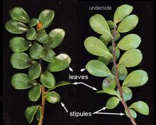 Azara microphylla | Landscape Plants | Oregon State University