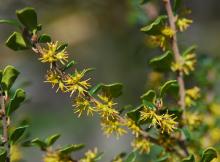 Azara microphylla | Landscape Plants | Oregon State University