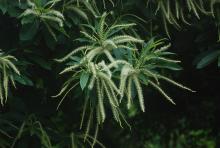 Castanea dentata | Landscape Plants | Oregon State University