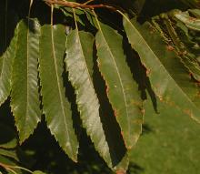 Castanea sativa | Landscape Plants | Oregon State University