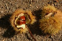 Castanea sativa | Landscape Plants | Oregon State University