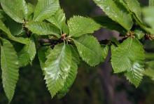 Castanea sativa | Landscape Plants | Oregon State University