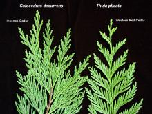 Calocedrus decurrens | Landscape Plants | Oregon State University