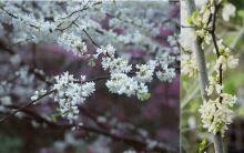 Cercis canadensis var. alba | Landscape Plants | Oregon State University