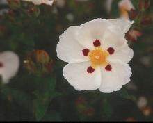 Cistus × dansereaui 'Decumbens' | Landscape Plants | Oregon State ...