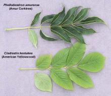 Phellodendron amurense | Landscape Plants | Oregon State University
