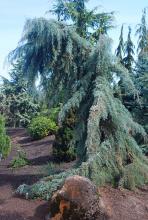 Hesperocyparis arizonica 'Raywood's Weeping' | Landscape Plants ...