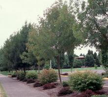 Fraxinus oxycarpa 'Raywood' | Landscape Plants | Oregon State University