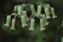 Menziesia ciliicalyx var. multiflora | Landscape Plants | Oregon State ...