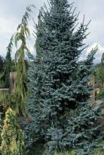 Picea omorika 'Bruns' | Landscape Plants | Oregon State University