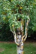 Populus tremula 'Erecta' | Landscape Plants | Oregon State University
