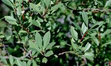Prunus besseyi | Landscape Plants | Oregon State University