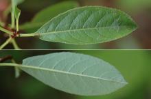 Prunus besseyi | Landscape Plants | Oregon State University