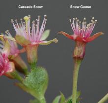 Prunus 'Snow Goose' | Landscape Plants | Oregon State University