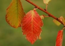 Prunus padus | Landscape Plants | Oregon State University