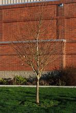 Prunus padus | Landscape Plants | Oregon State University