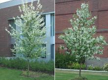 Prunus padus | Landscape Plants | Oregon State University