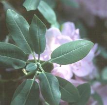 Rhododendron oreotrephes | Landscape Plants | Oregon State University