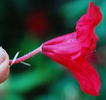 Rhododendron 'Vulcan' | Landscape Plants | Oregon State University