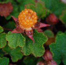 Rubus rolfei | Landscape Plants | Oregon State University