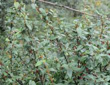 Shepherdia canadensis | Landscape Plants | Oregon State University