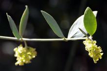 Simmondsia chinensis | Landscape Plants | Oregon State University