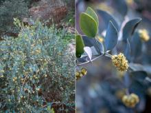 Simmondsia chinensis | Landscape Plants | Oregon State University