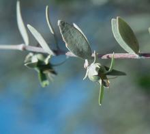 Simmondsia chinensis | Landscape Plants | Oregon State University