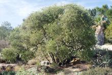 Simmondsia chinensis | Landscape Plants | Oregon State University