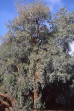 Tamarix aphylla | Landscape Plants | Oregon State University