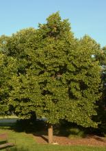 Tilia cordata Greenspire® | Landscape Plants | Oregon State University